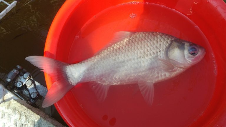 第11戦 最終コーナーの三連湖 | 北海道野べら釣研究会公式ホームページ